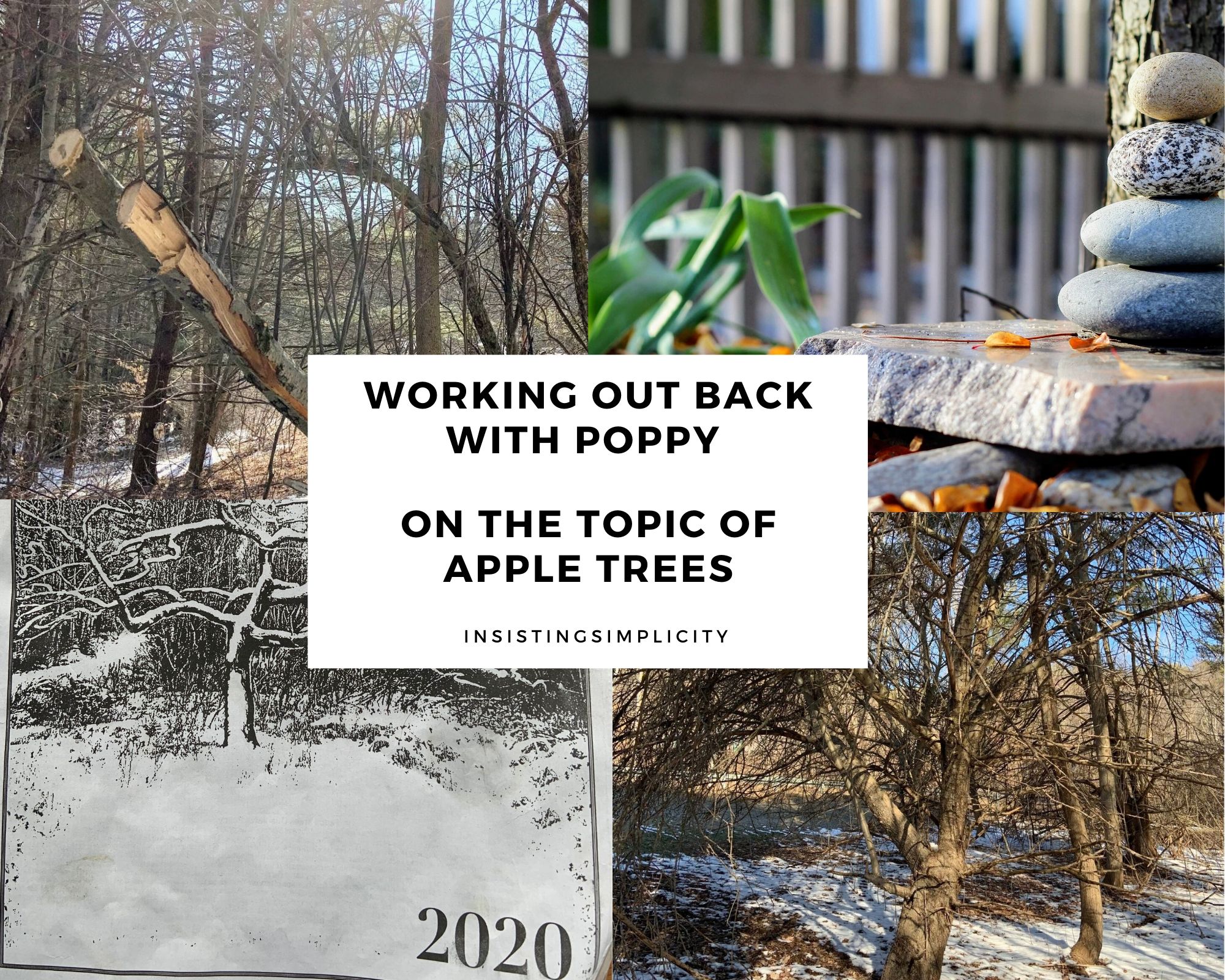 Workin' Out Back with Poppy - On the Topic of Apple Trees - Insisting ...